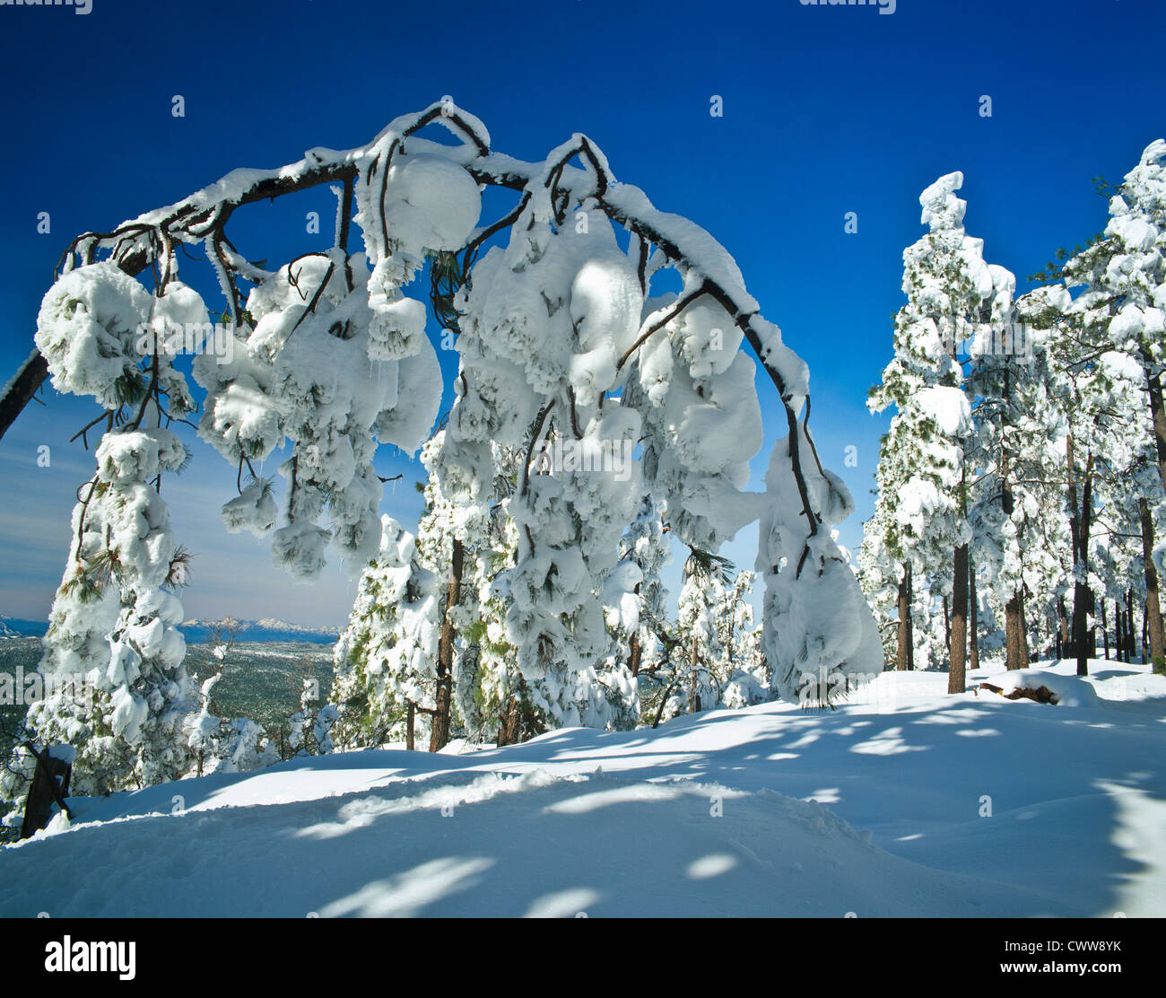 Mogollon rim snow hi-res stock photography and images - Alamy