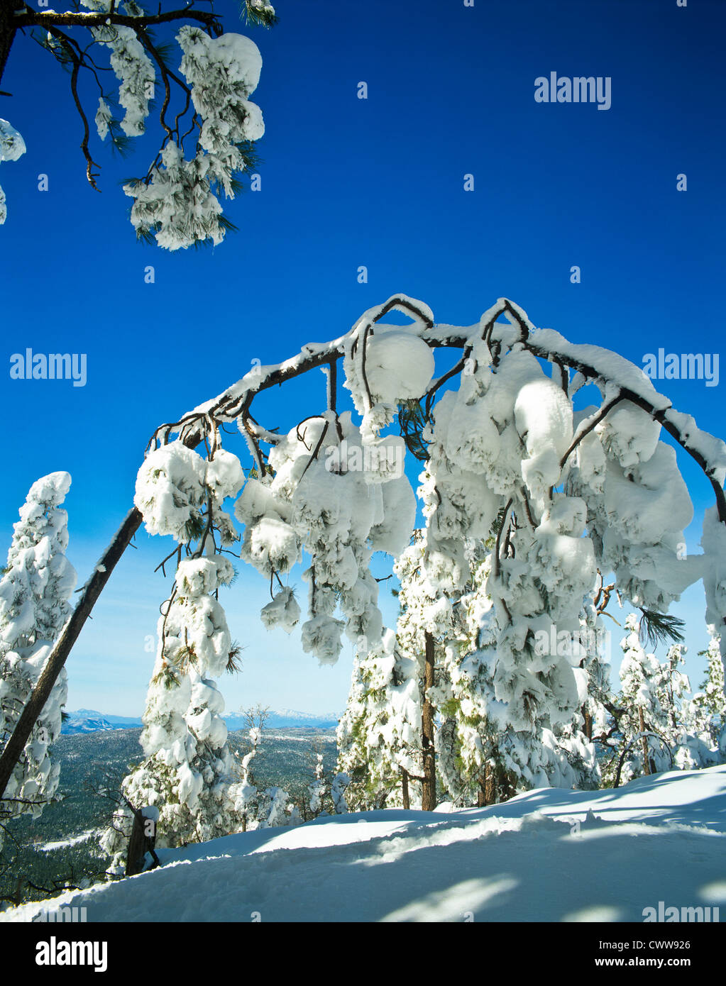 Mogollon rim snow hi-res stock photography and images - Alamy