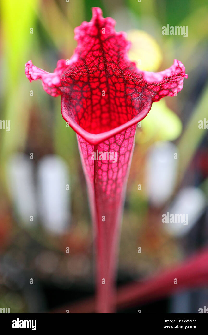 Soft focus red North American Sarracenia pitcher plant Stock Photo - Alamy