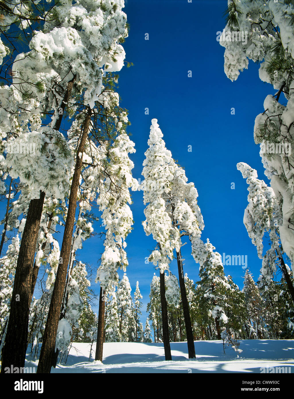 Mogollon rim snow hi-res stock photography and images - Alamy