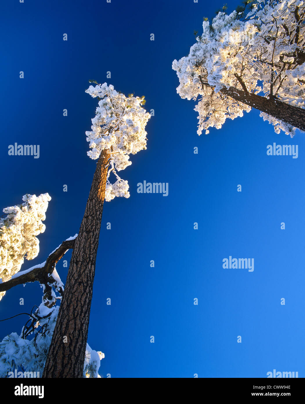 Mogollon rim snow hi-res stock photography and images - Alamy