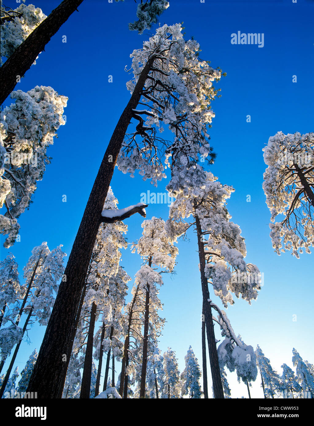 Mogollon rim snow hi-res stock photography and images - Alamy