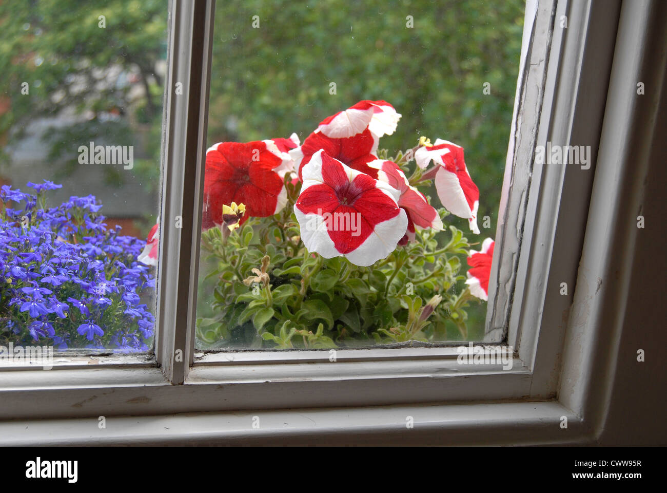 Flowers by the Window Stock Photo - Alamy