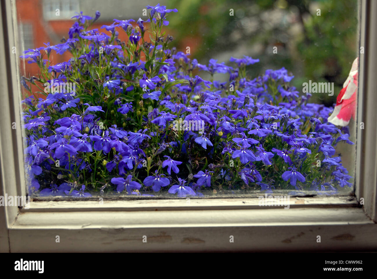 Flowers in the Window Stock Photo - Alamy