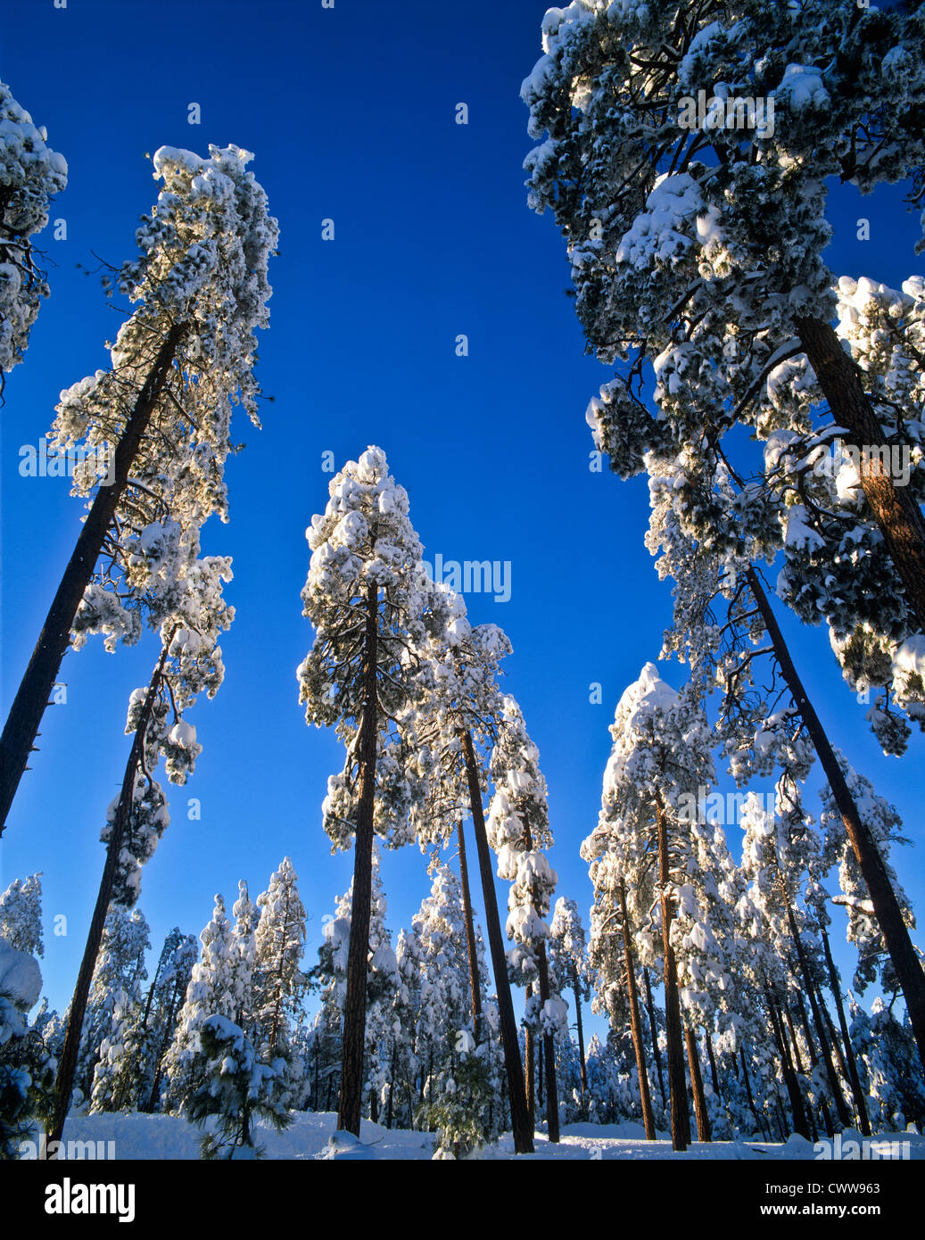 Mogollon rim snow hi-res stock photography and images - Alamy