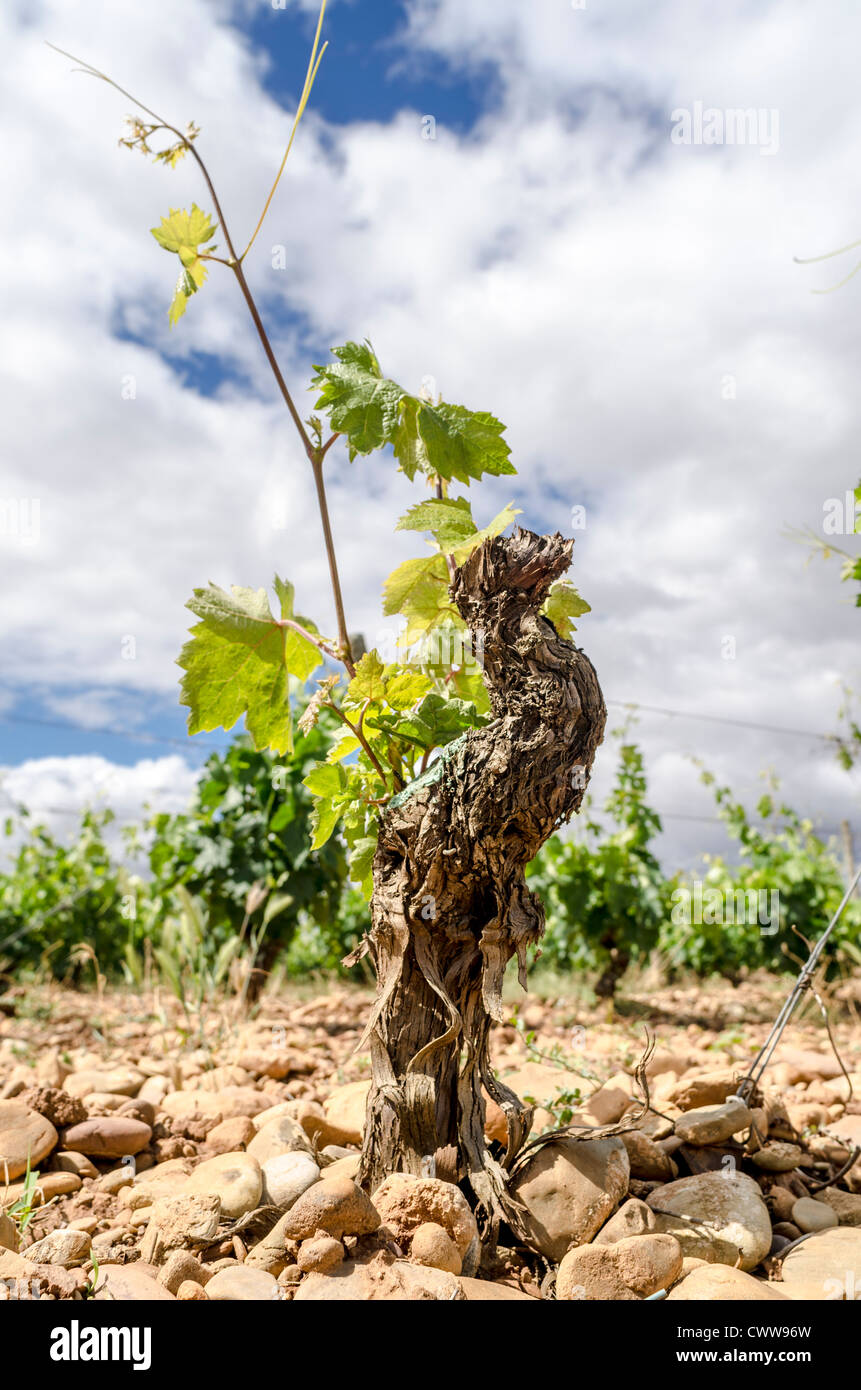 El ciego rioja hi-res stock photography and images - Alamy