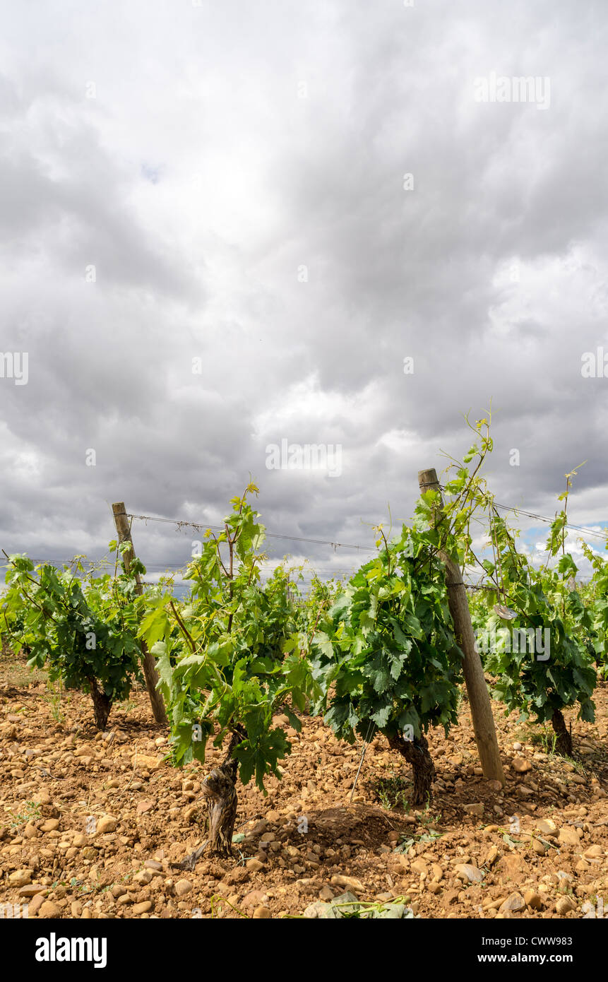 El ciego rioja hi-res stock photography and images - Alamy