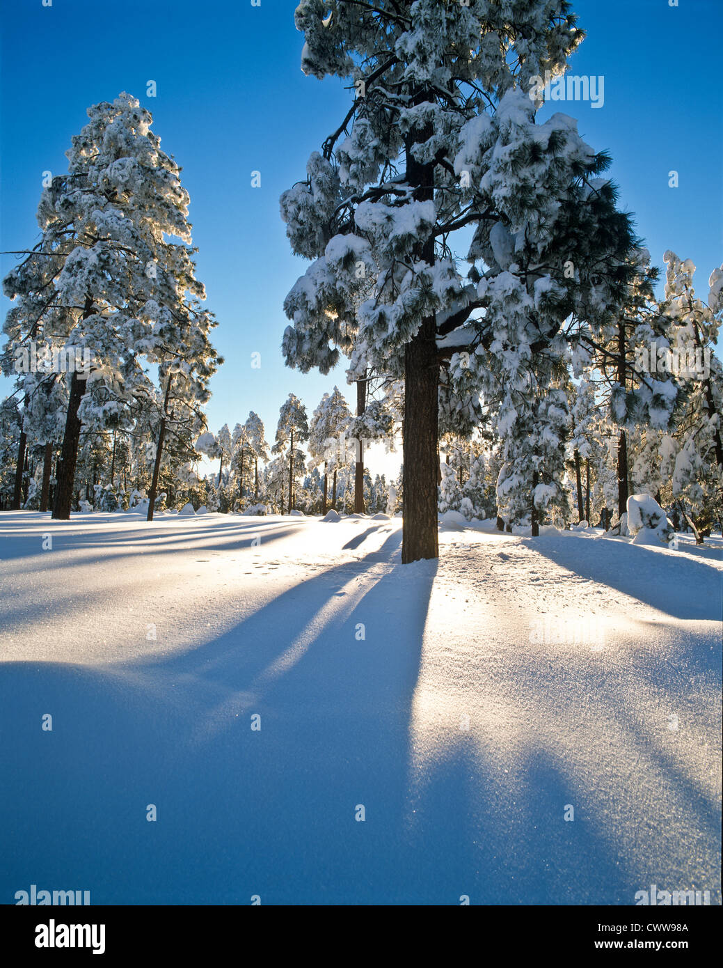 Mogollon rim snow hi-res stock photography and images - Alamy