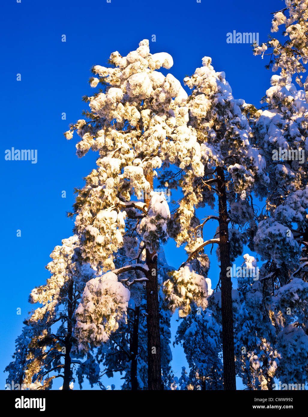 Mogollon rim snow hi-res stock photography and images - Alamy