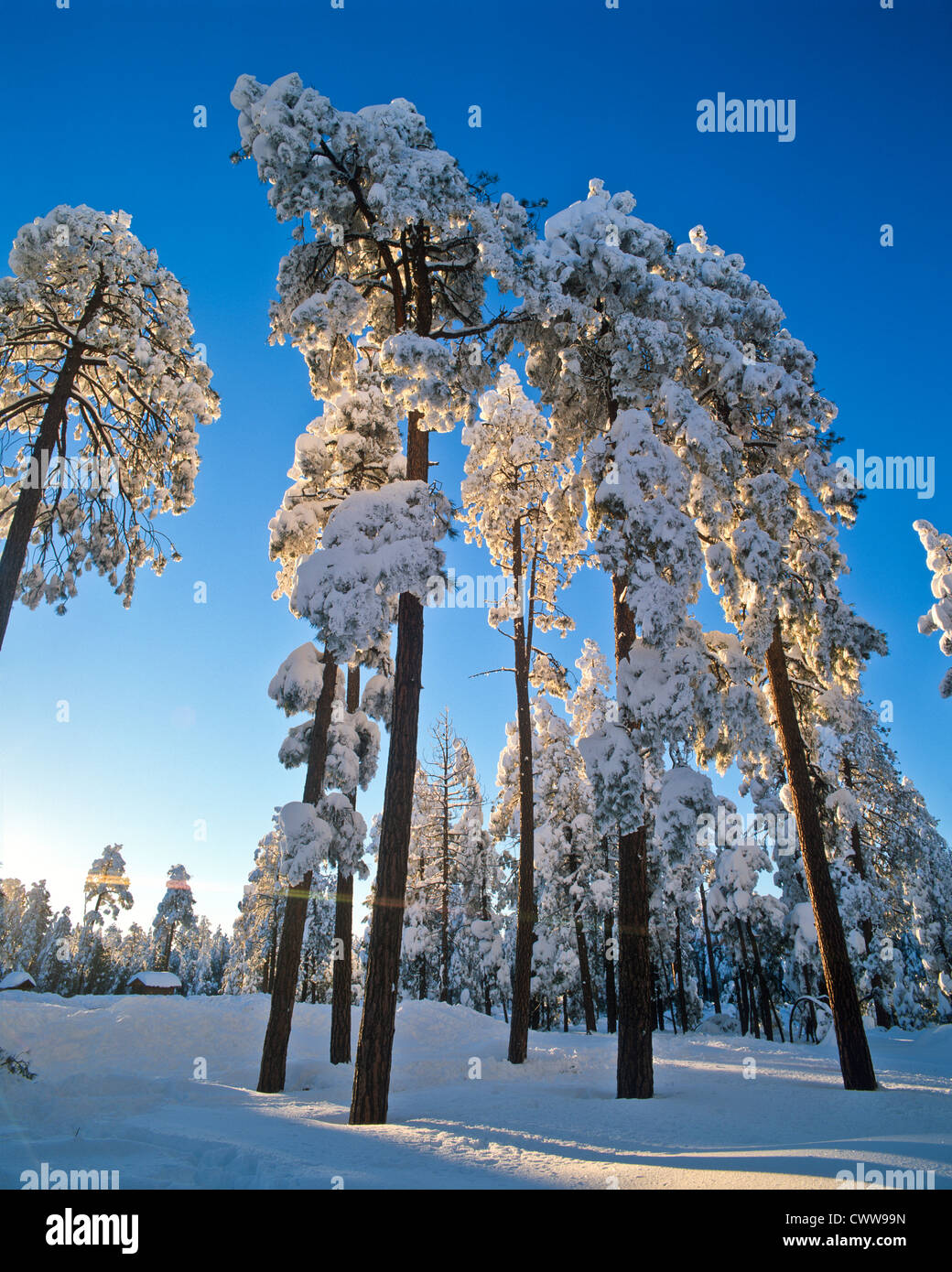 Mogollon rim snow hi-res stock photography and images - Alamy