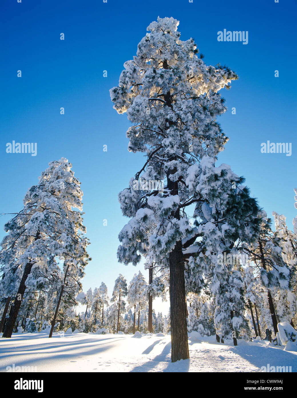 Mogollon rim snow hi-res stock photography and images - Alamy