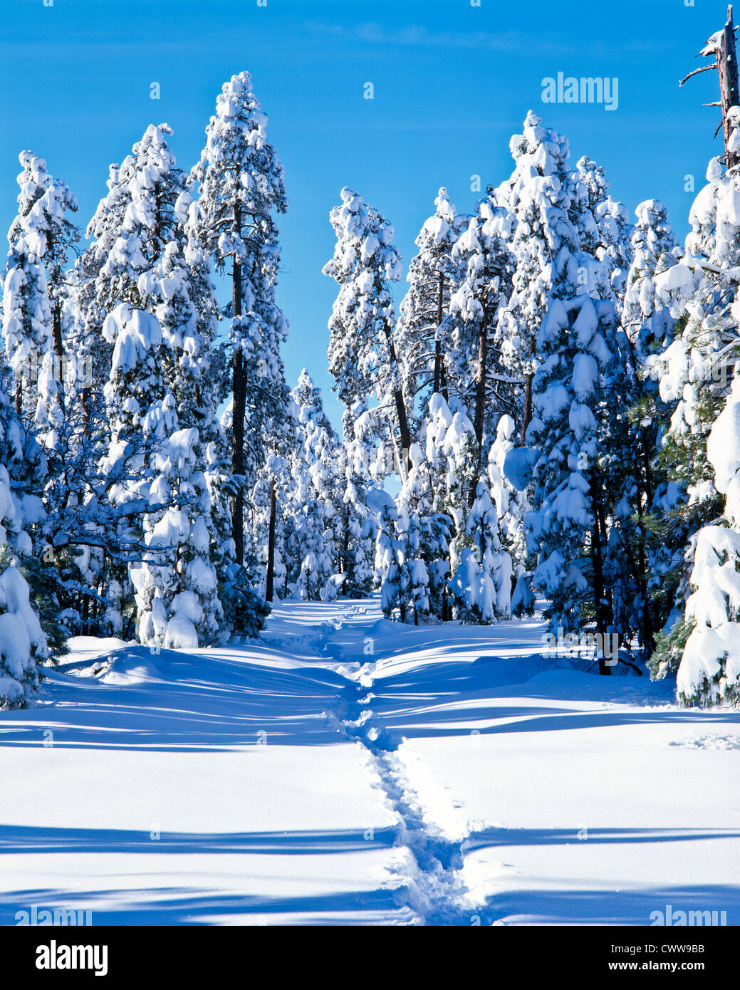Mogollon rim snow hi-res stock photography and images - Alamy