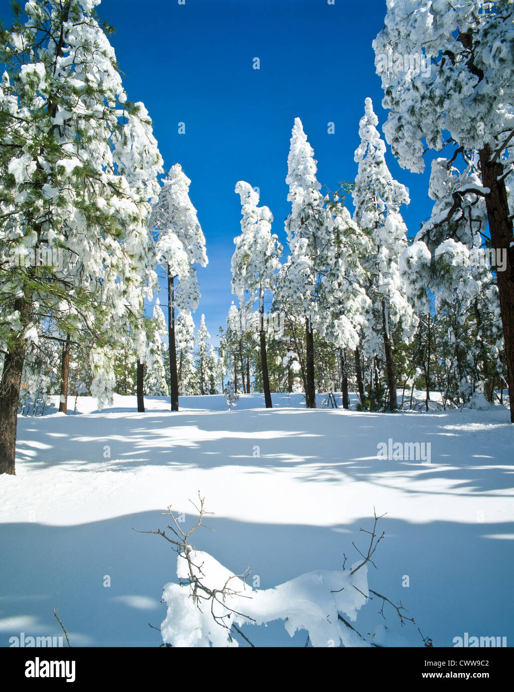 Mogollon rim snow hi-res stock photography and images - Alamy