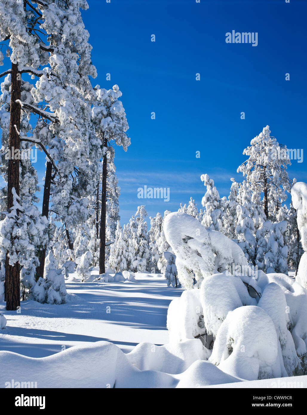 Mogollon rim snow hi-res stock photography and images - Alamy