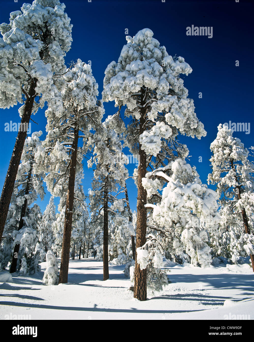 Mogollon rim snow hi-res stock photography and images - Alamy
