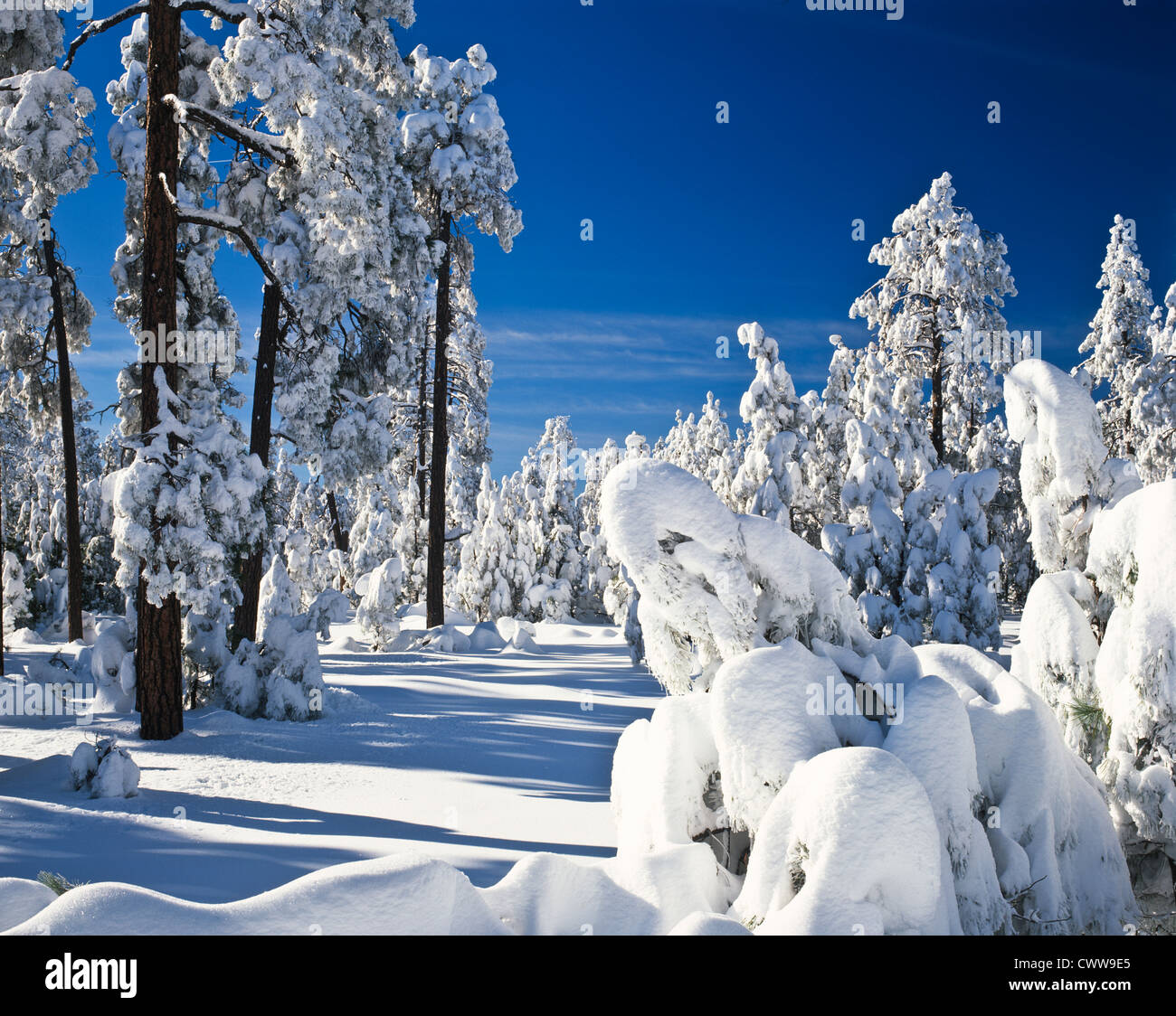 Mogollon rim snow hi-res stock photography and images - Alamy