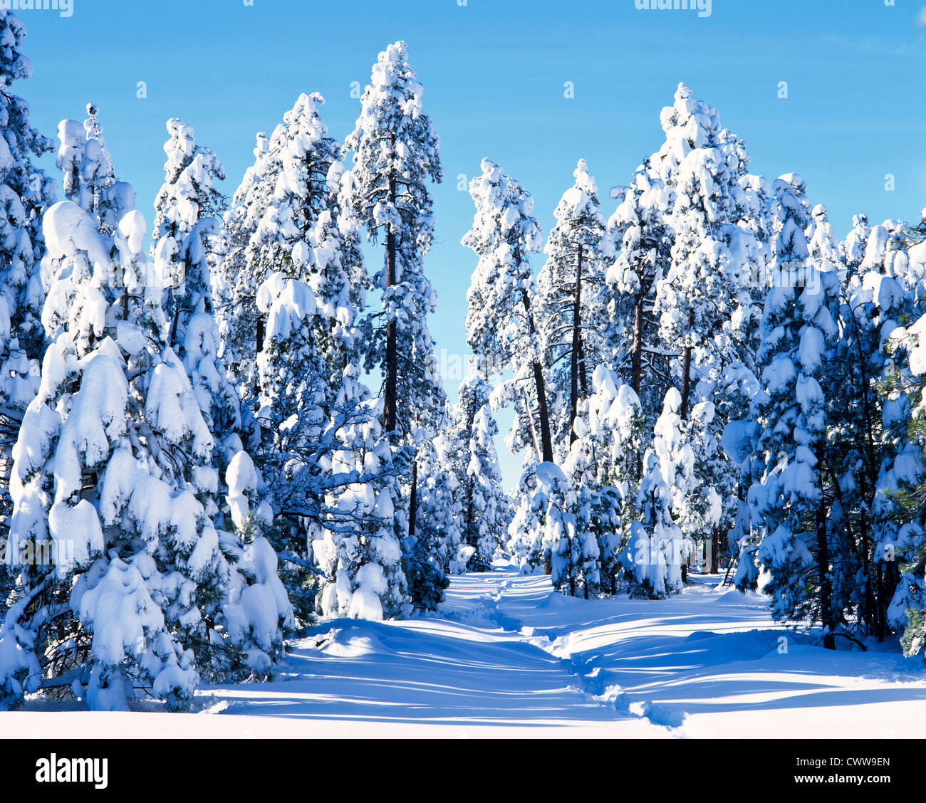 Mogollon rim snow hi-res stock photography and images - Alamy