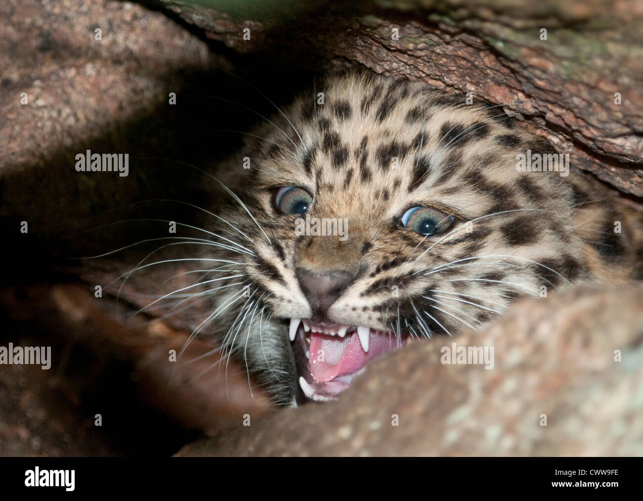 Amur leopard mouth hi-res stock photography and images - Alamy