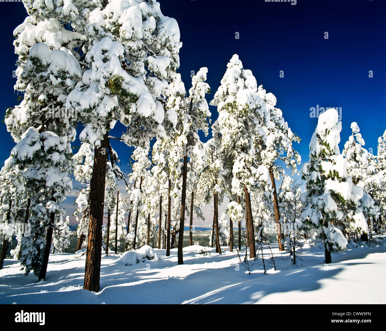 Mogollon rim snow hi-res stock photography and images - Alamy