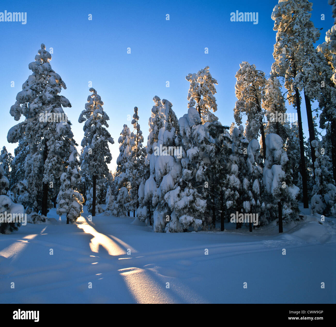 Mogollon rim snow hi-res stock photography and images - Alamy