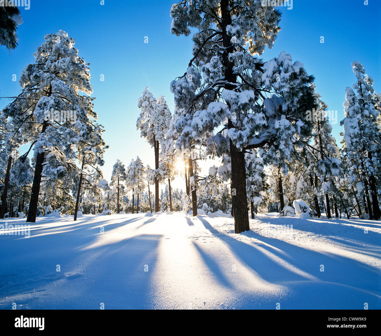 Mogollon rim snow hi-res stock photography and images - Alamy