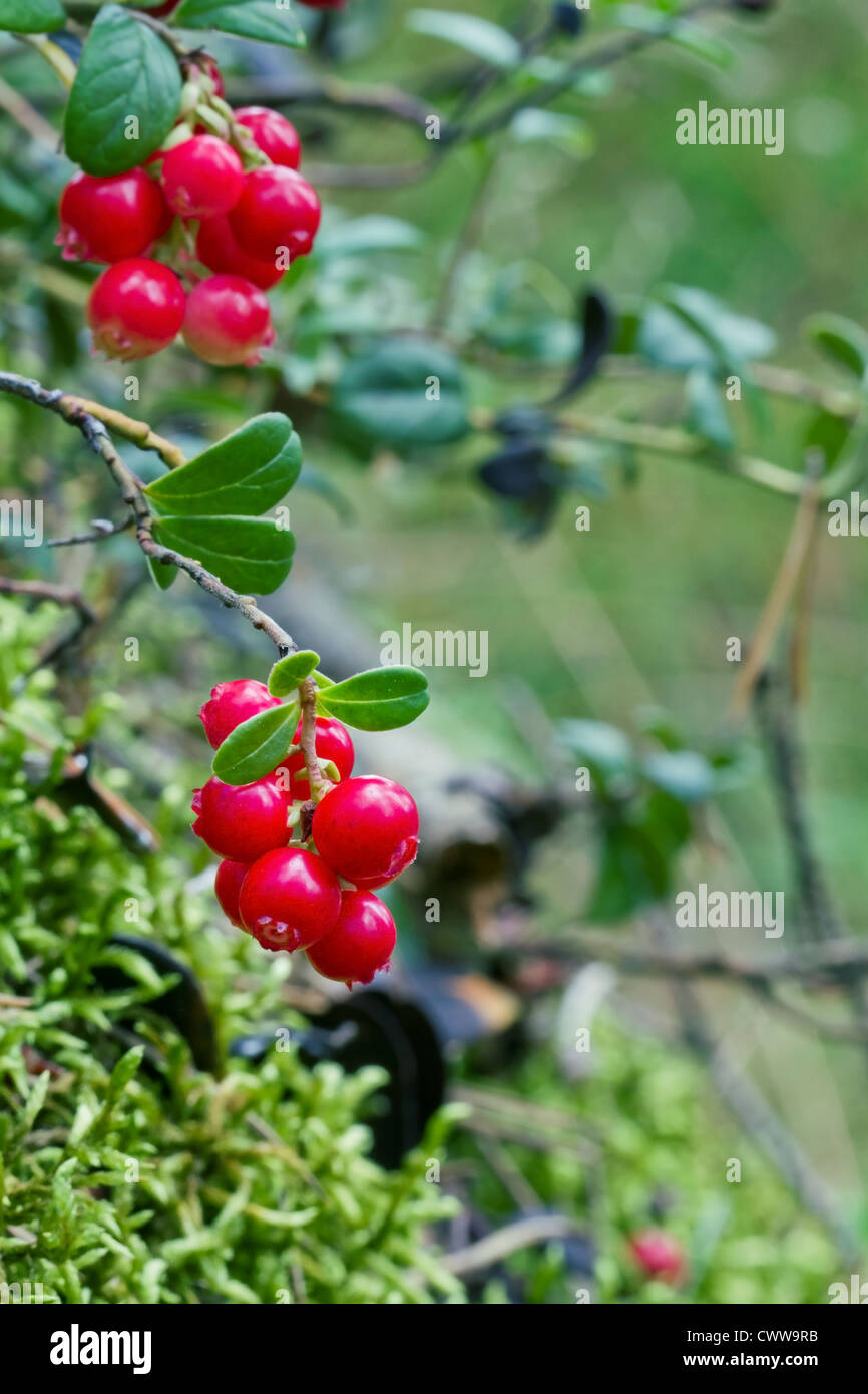 Lingon berry plant hi-res stock photography and images - Alamy
