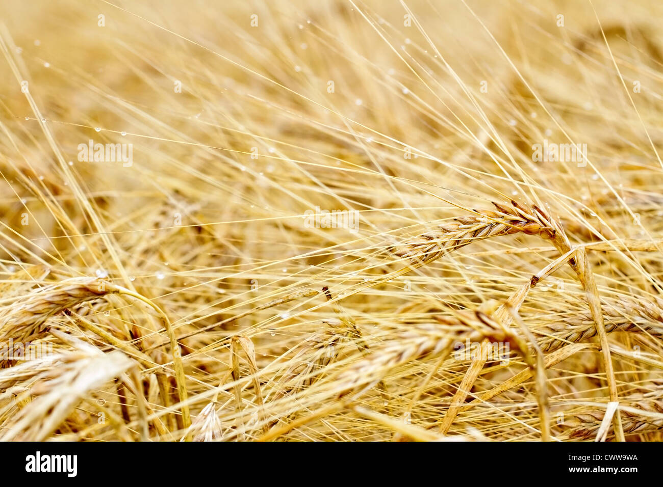 Closeup of ripe golden barley with small raindrops Stock Photo - Alamy