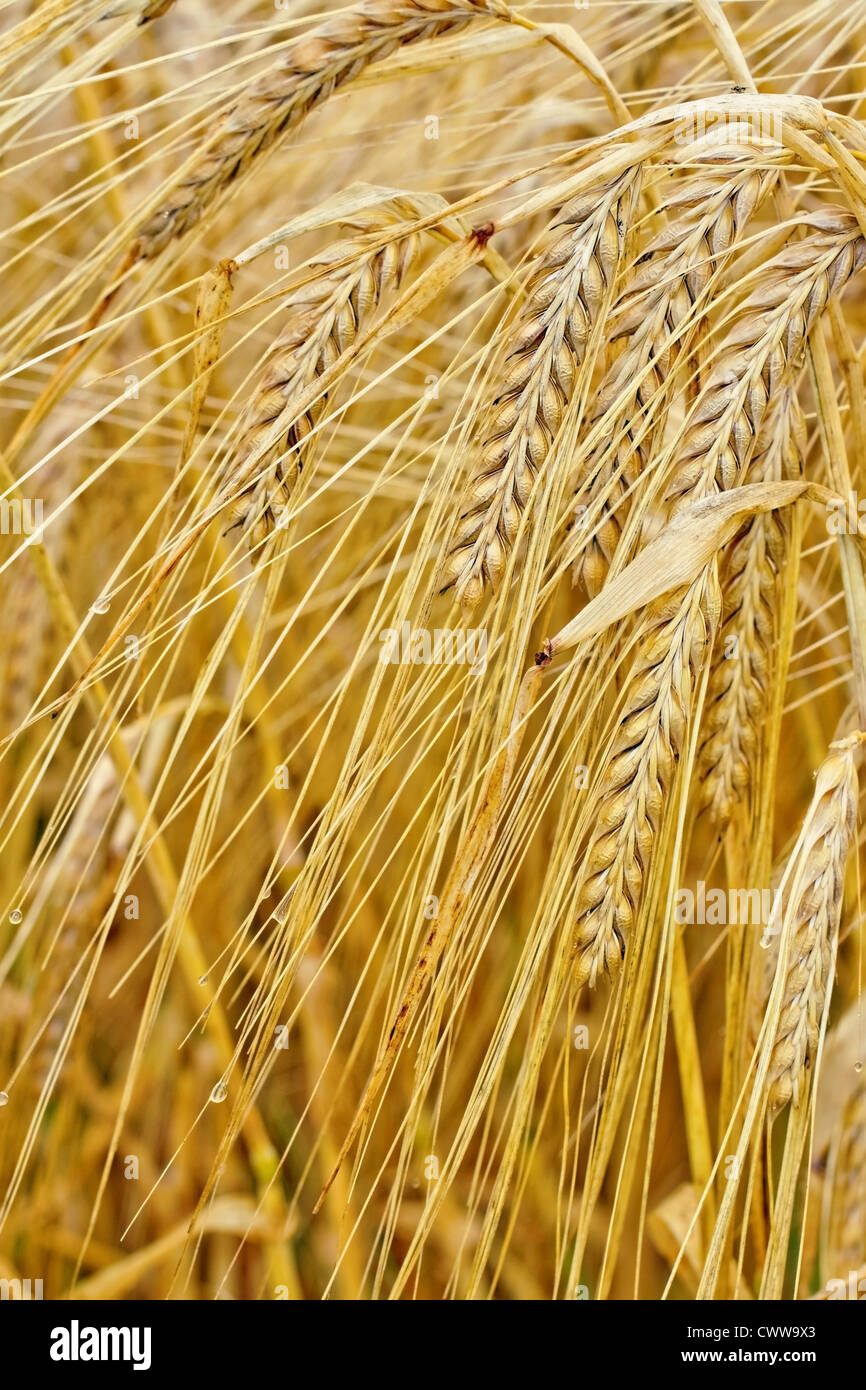 Macro closeup of ripe golden barley with small raindrops Stock Photo ...