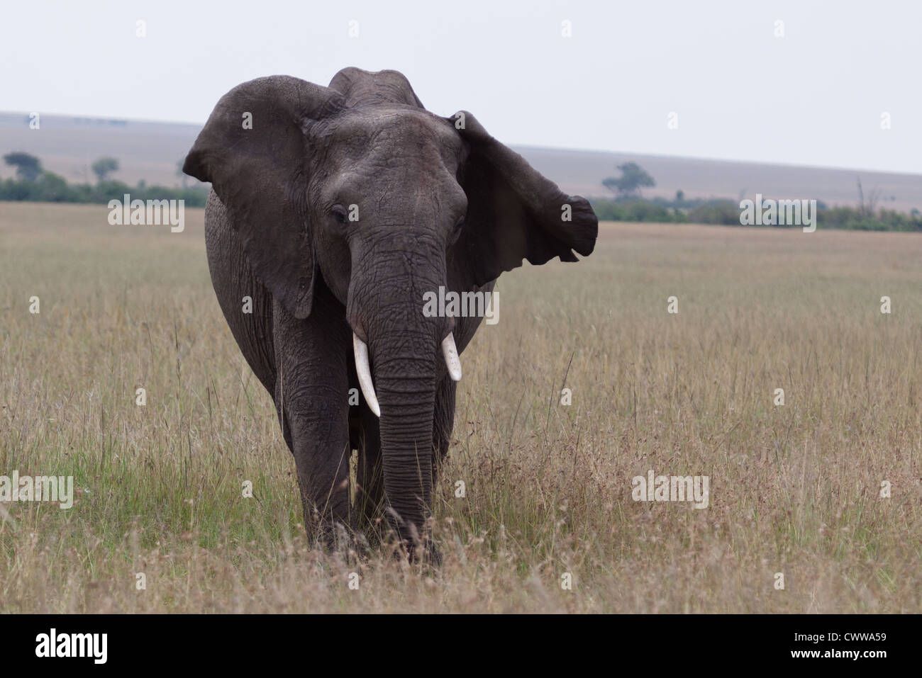 Elephant - Masai Mara Stock Photo - Alamy
