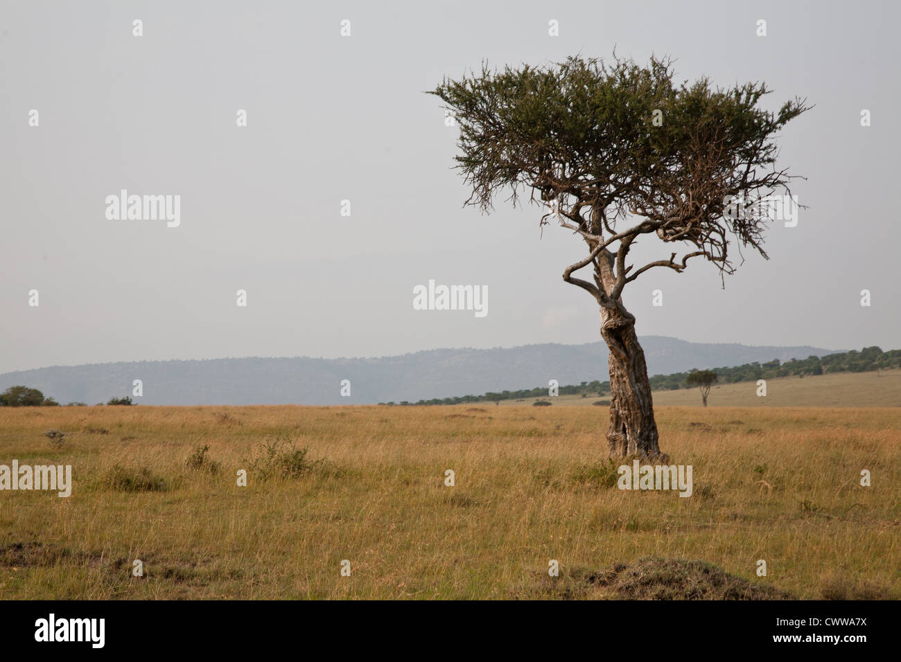 Acacia Tree in the Masai Mara Reserve Stock Photo - Alamy