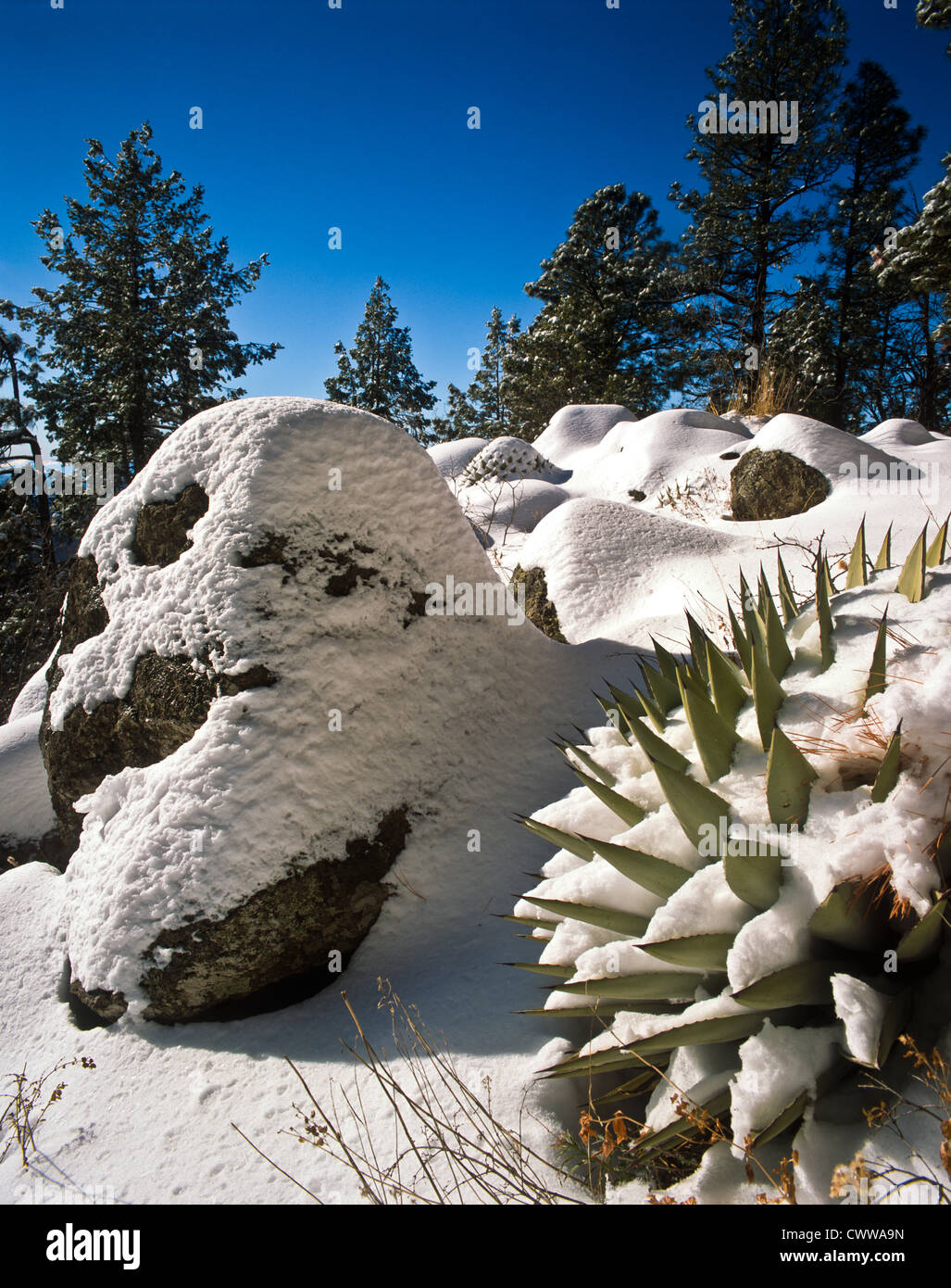 Mogollon rim snow hi-res stock photography and images - Alamy