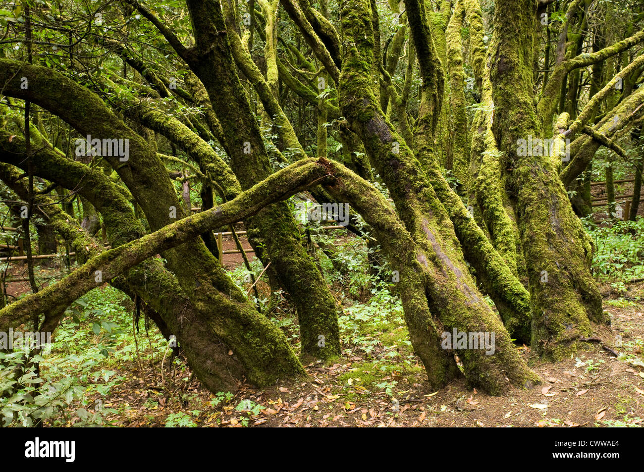 Garajonay National Park, La Gomera, Canary Island, Spain Stock Photo ...