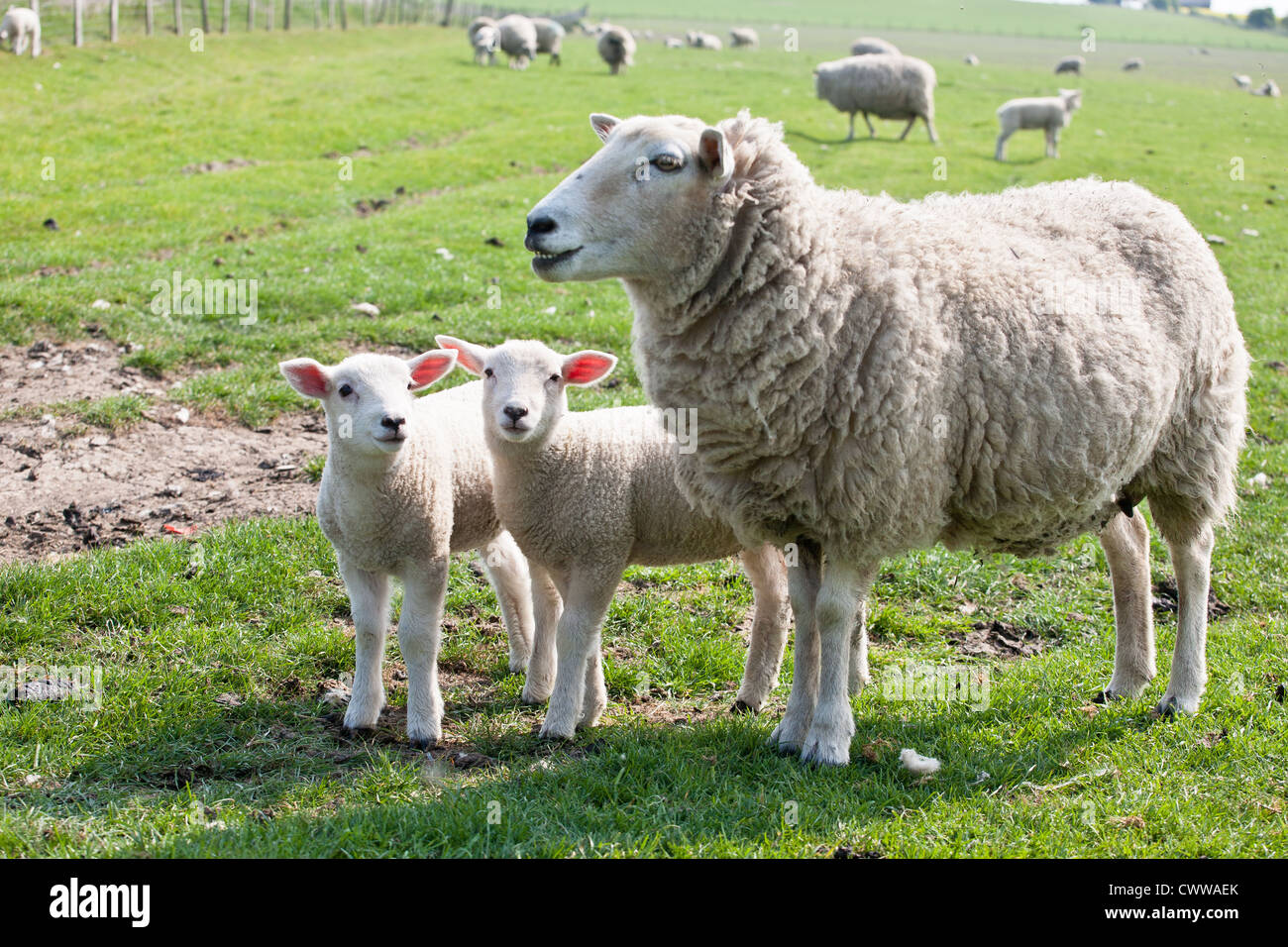 Ewe and Lambs Stock Photo - Alamy