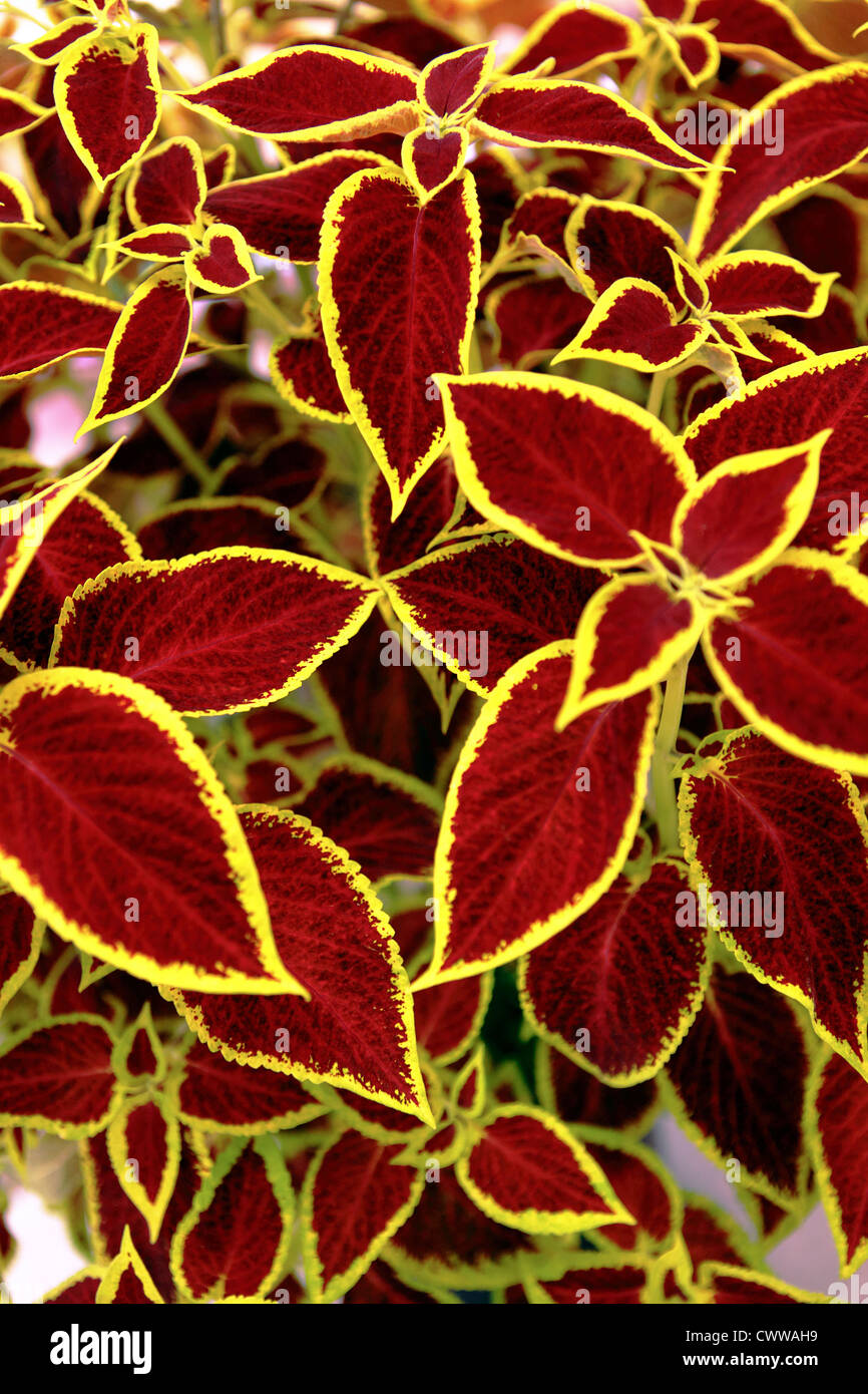 This heirloom coleus "Defiance" can not be beaten for colour contrast ...