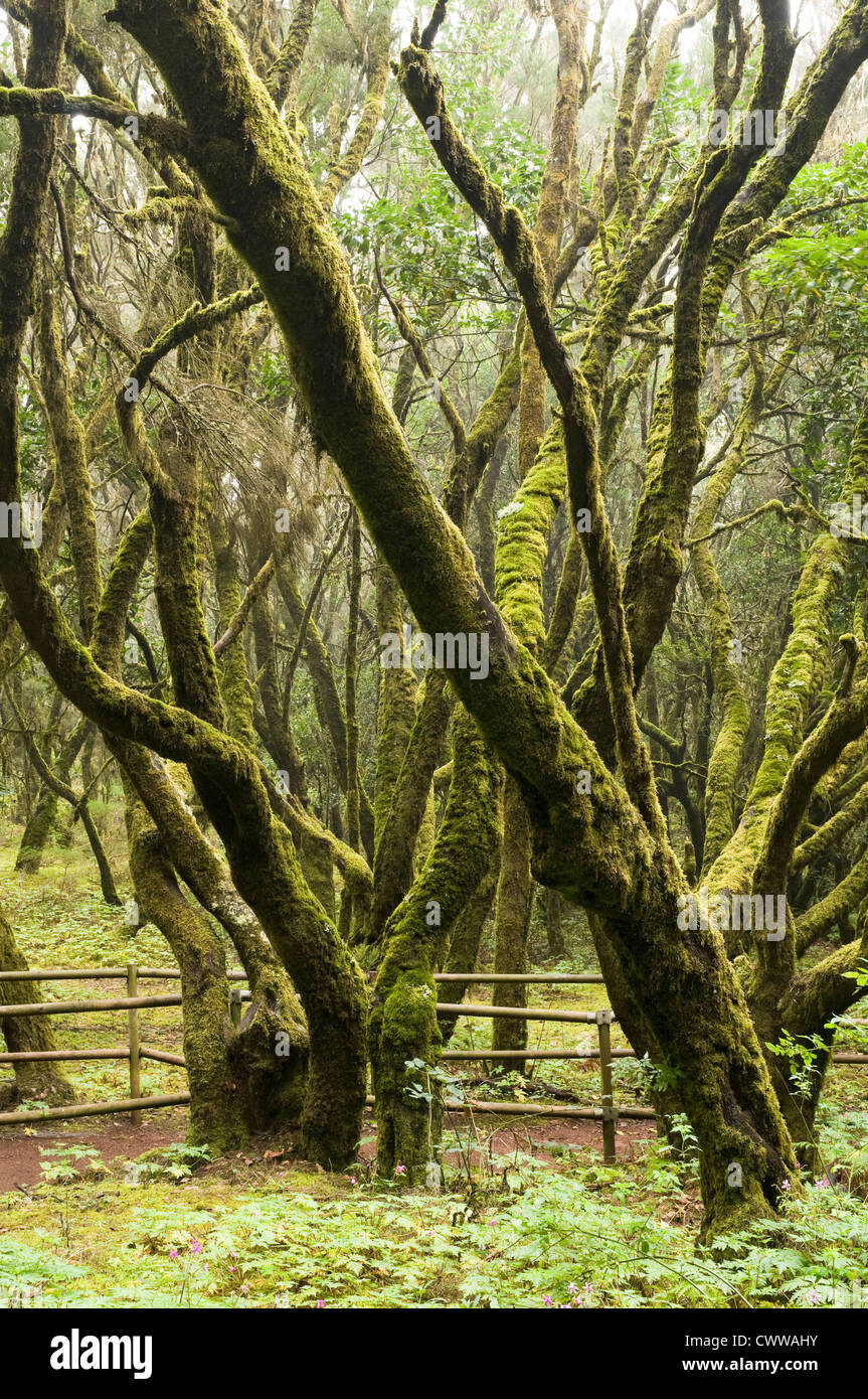 Garajonay nacional park hi-res stock photography and images - Alamy