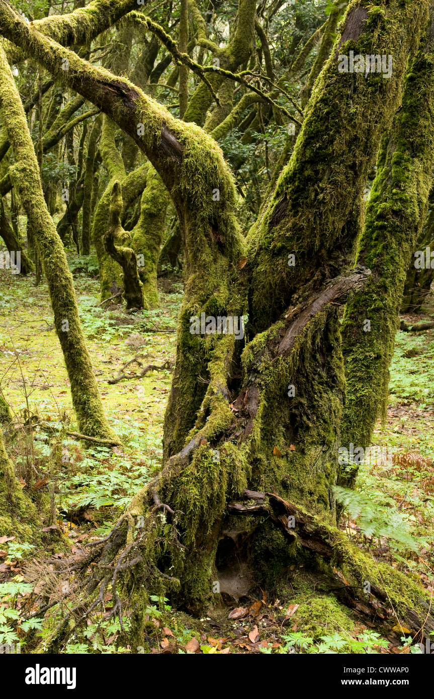 Garajonay National Park, La Gomera, Canary Island, Spain Stock Photo ...