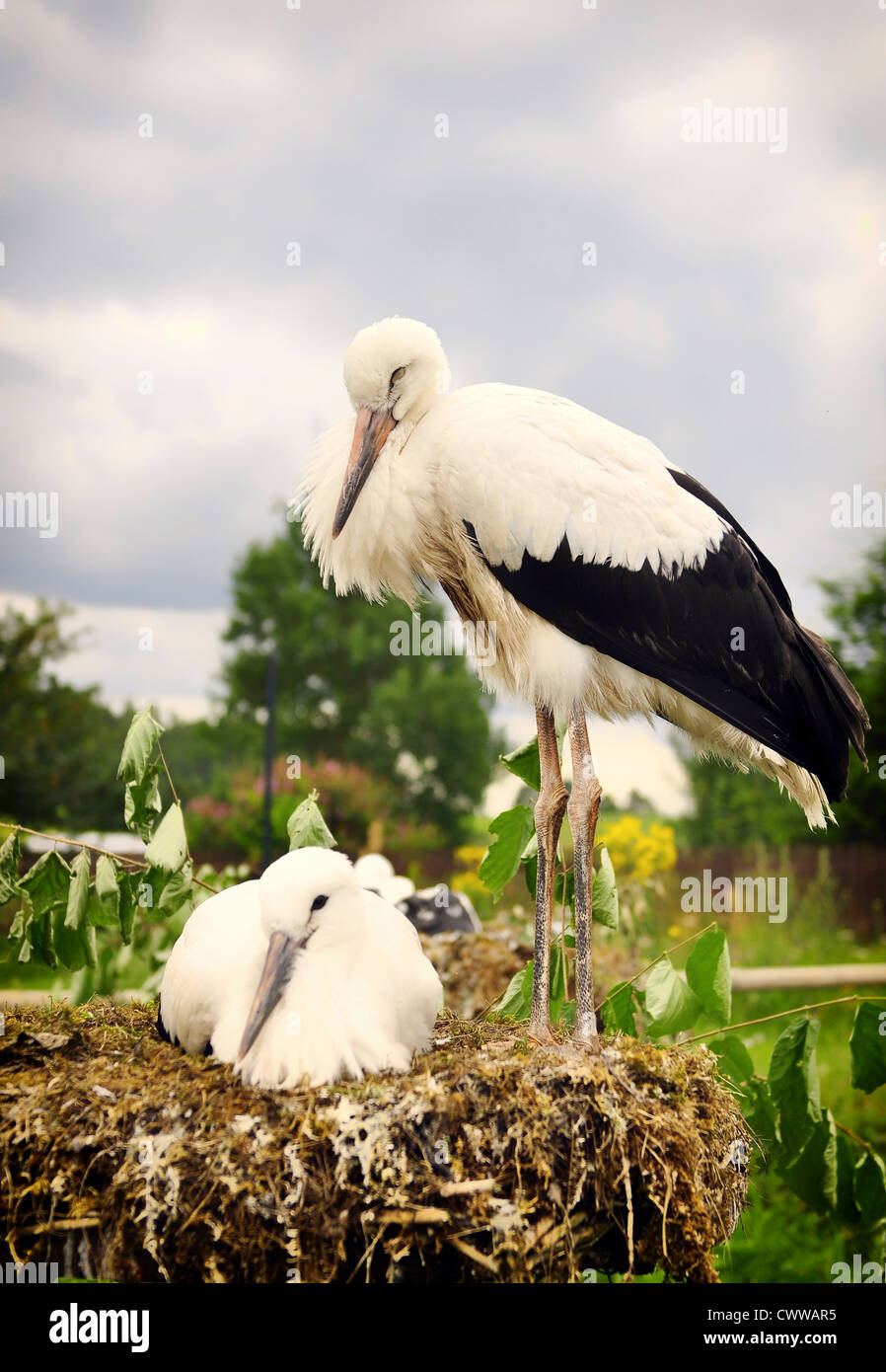 young storks in the nest Stock Photo - Alamy