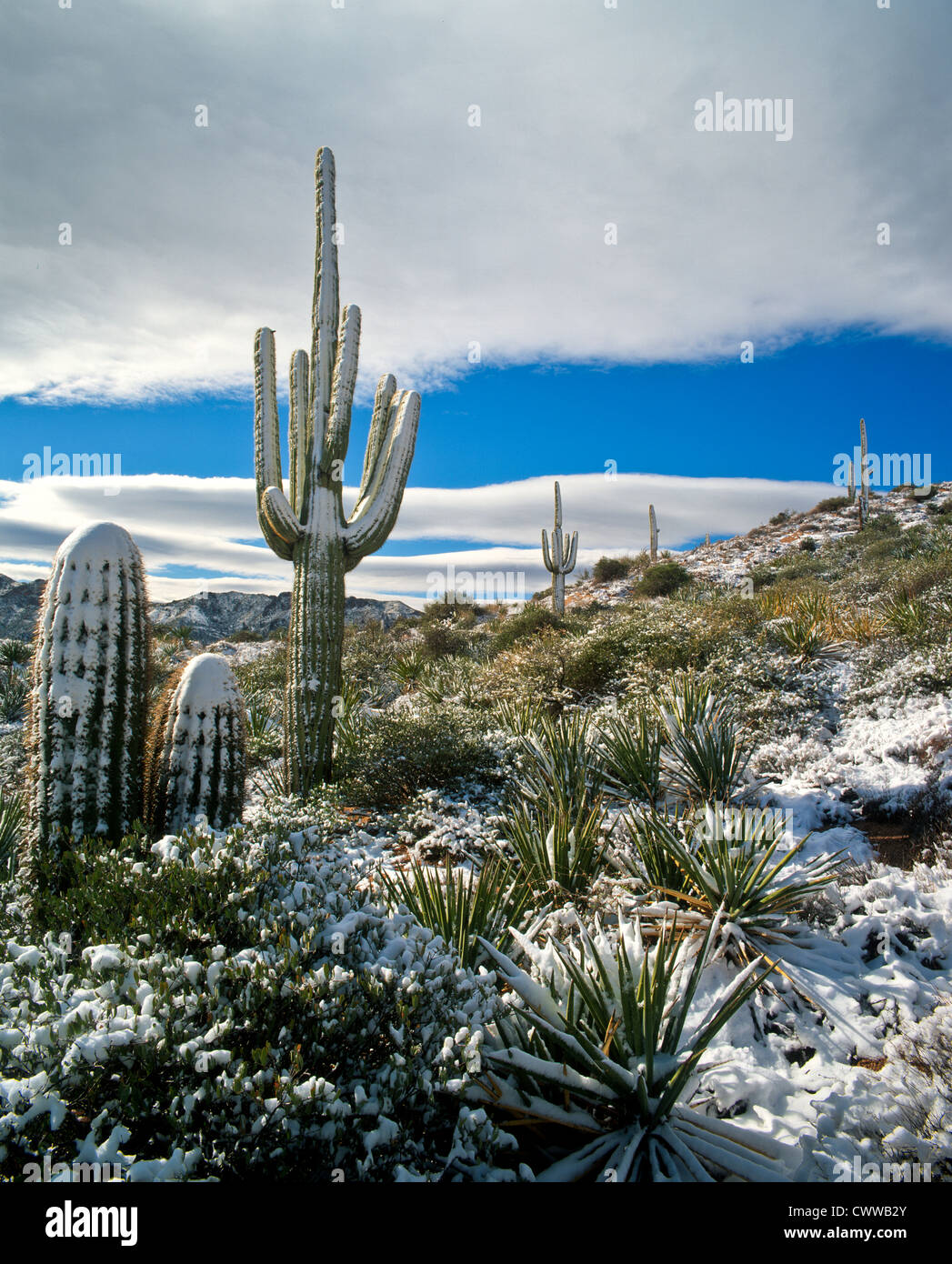 Snow saguaros hi-res stock photography and images - Alamy