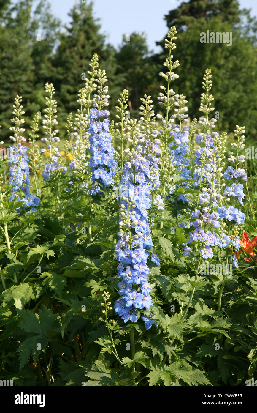 Tall perennial blue delphiniums in the summer garden Stock Photo - Alamy