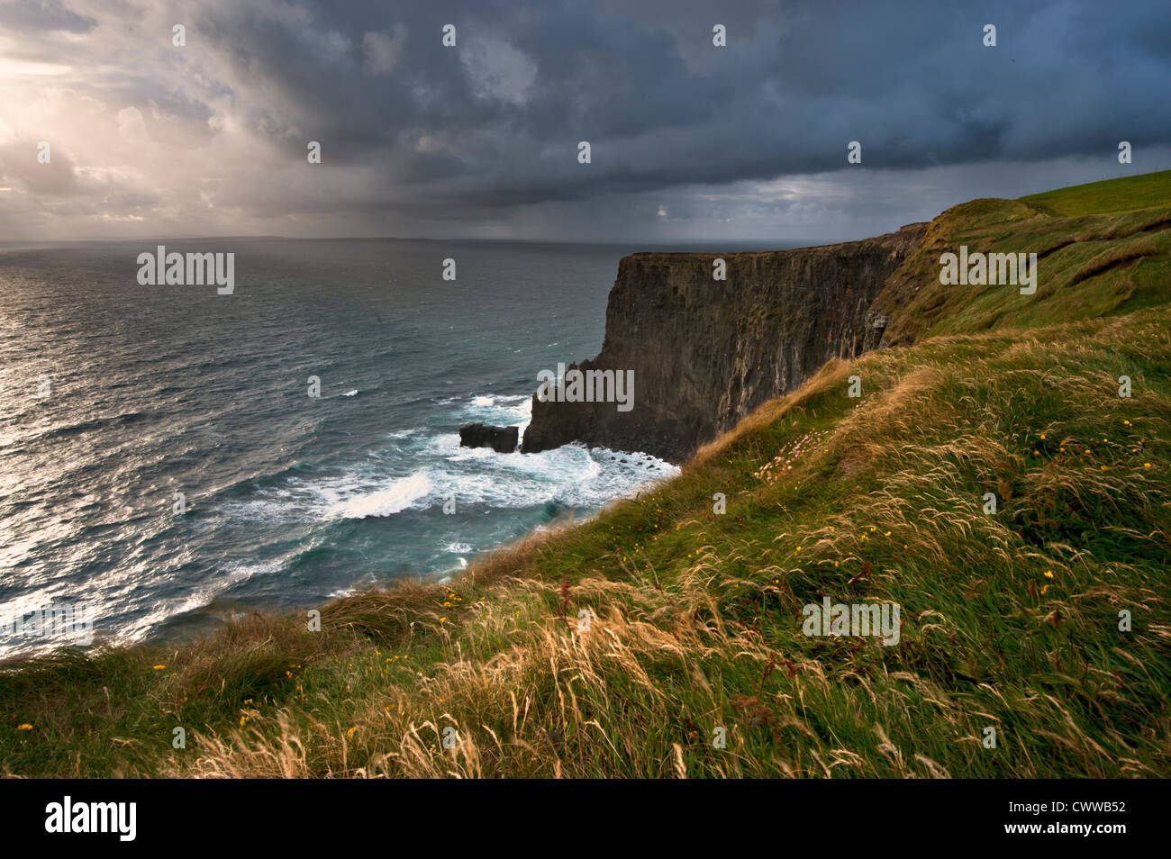 Plant growing in the cliff hi-res stock photography and images - Alamy