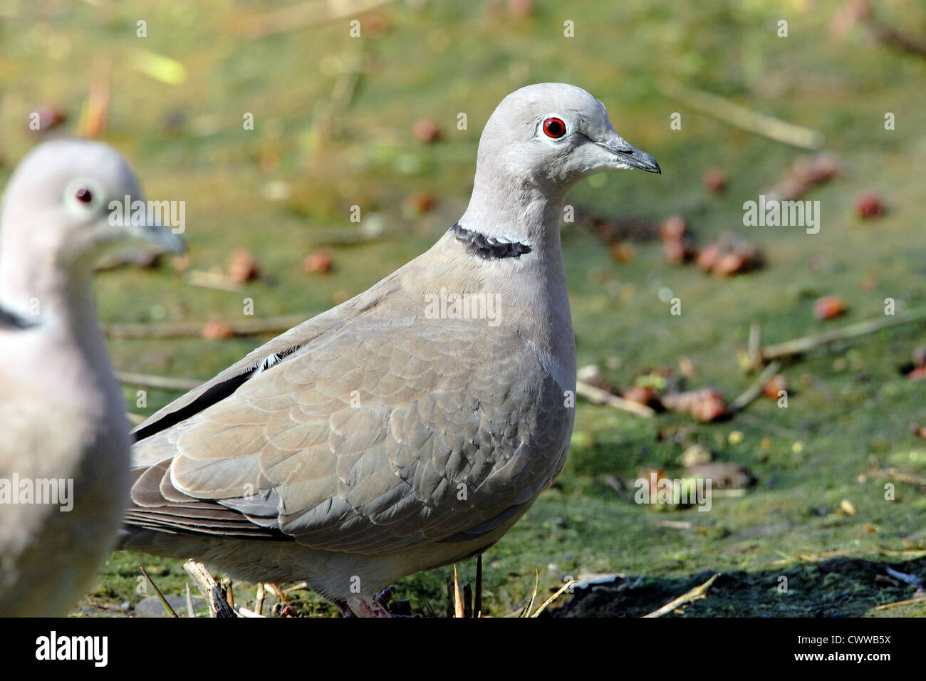A Collared Dove (Streptopelia decaocto Stock Photo - Alamy