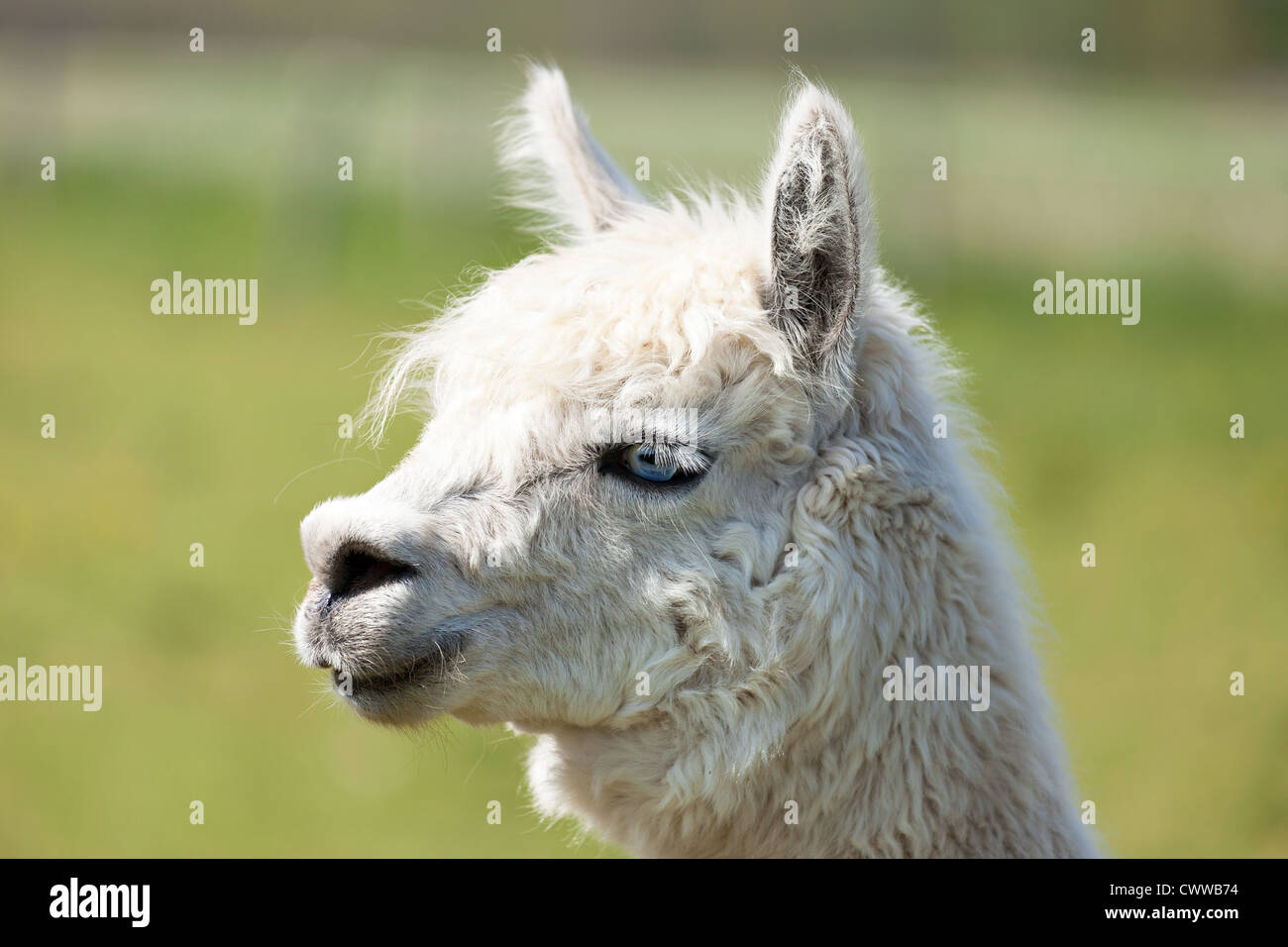 Alpaca white hi-res stock photography and images - Alamy