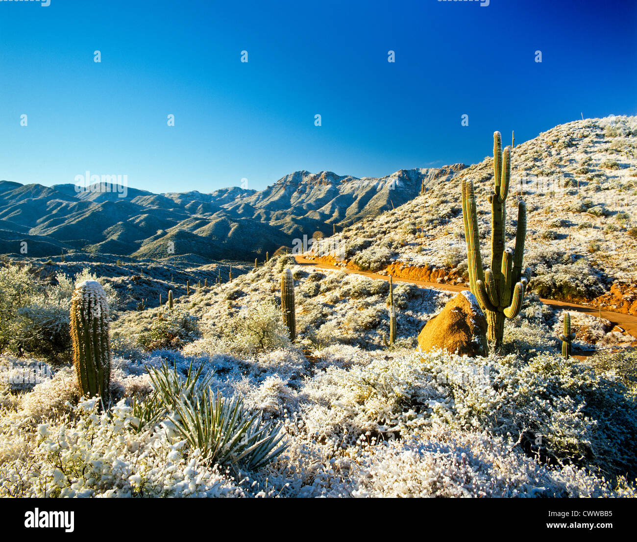 Snow saguaros hi-res stock photography and images - Alamy
