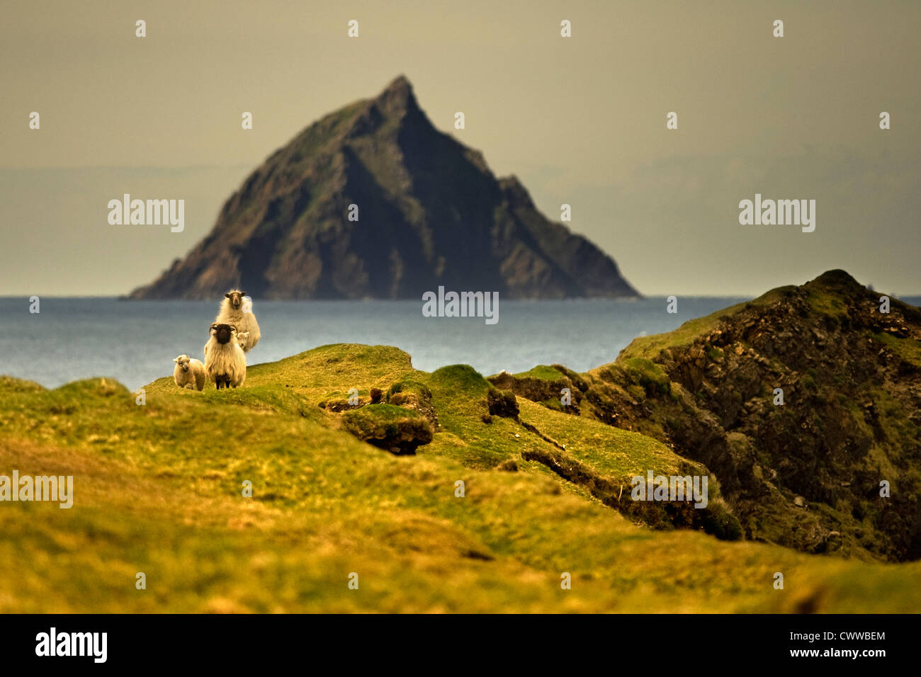 Kerry hill sheep hi-res stock photography and images - Alamy