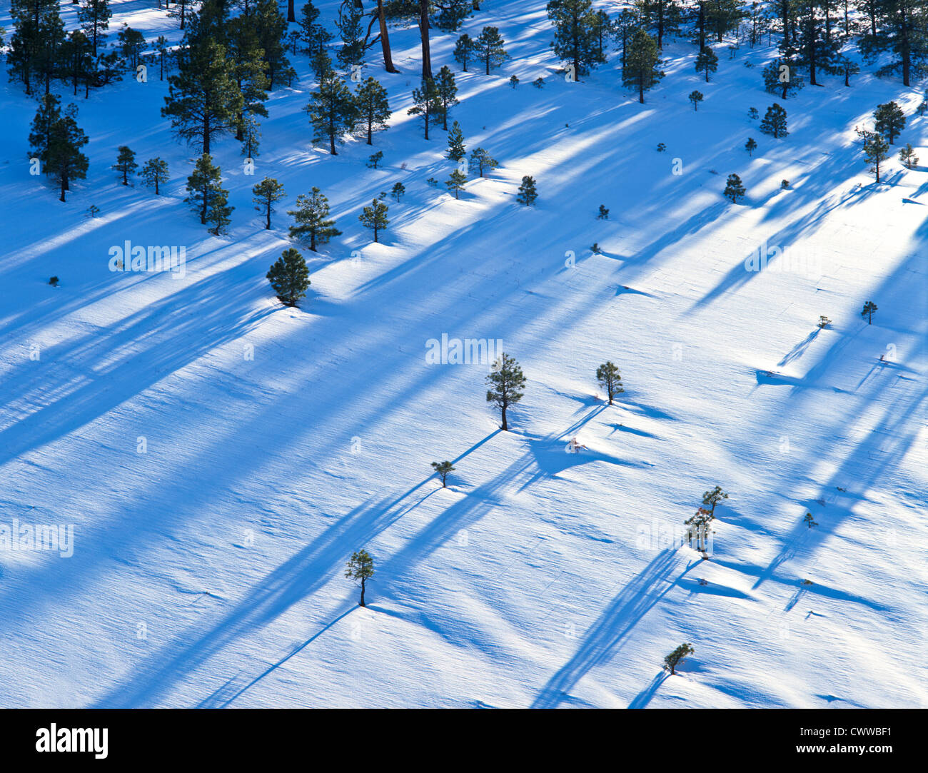 Heavy snow at Sunset Crater Volcanic National Monument, north of ...