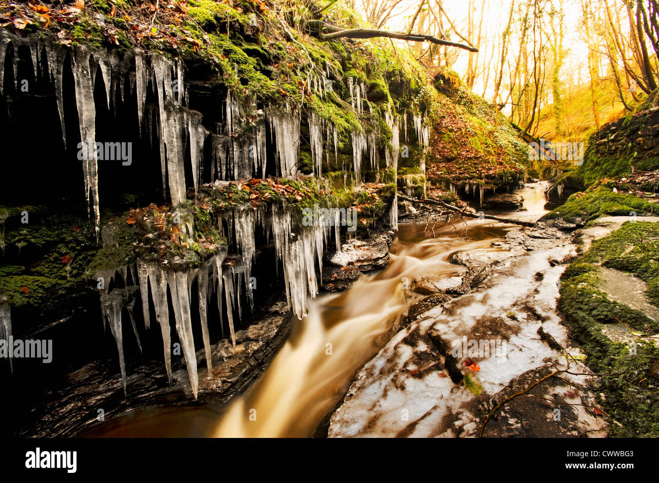 Icicles on trees by frozen river Stock Photo - Alamy
