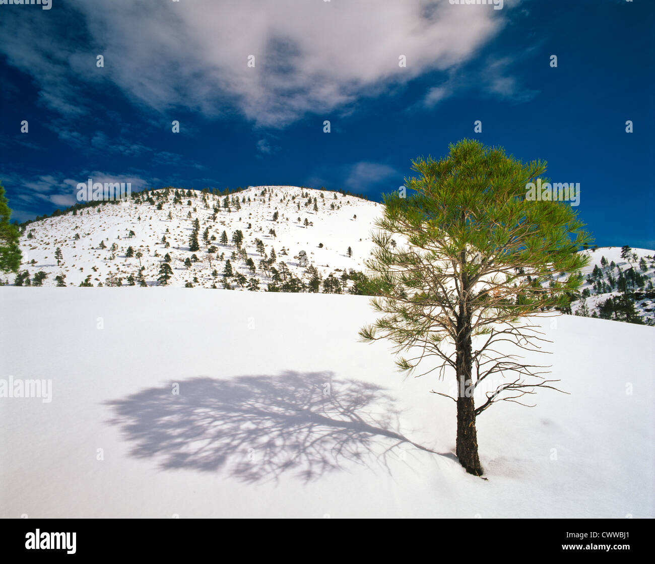 Apache sitgreaves national forests hi-res stock photography and images ...