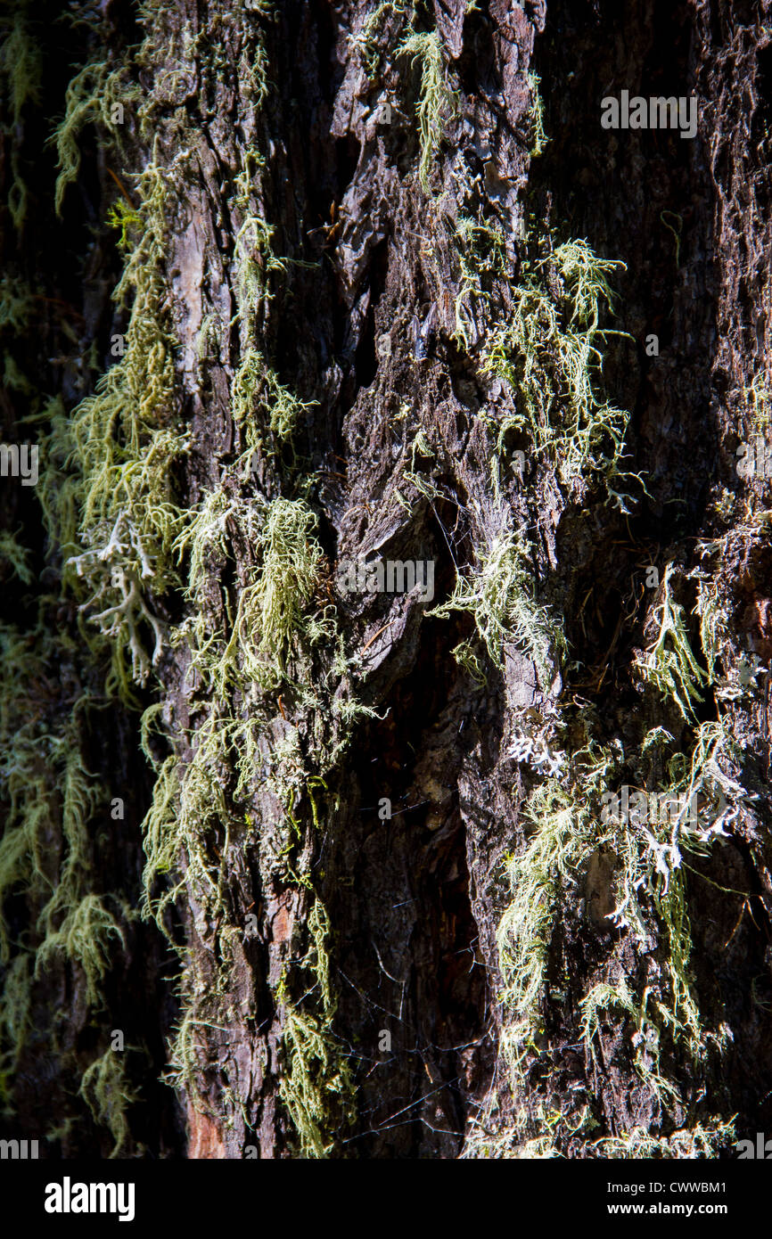 pieces of moss on an old cortex Stock Photo - Alamy