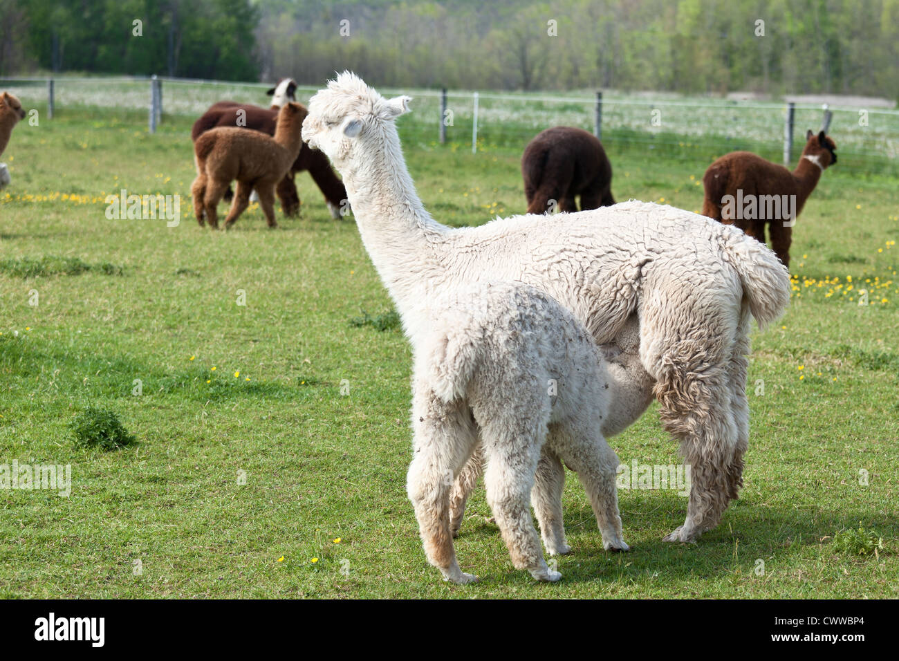 Baby Alpaca Nursing Stock Photo - Alamy