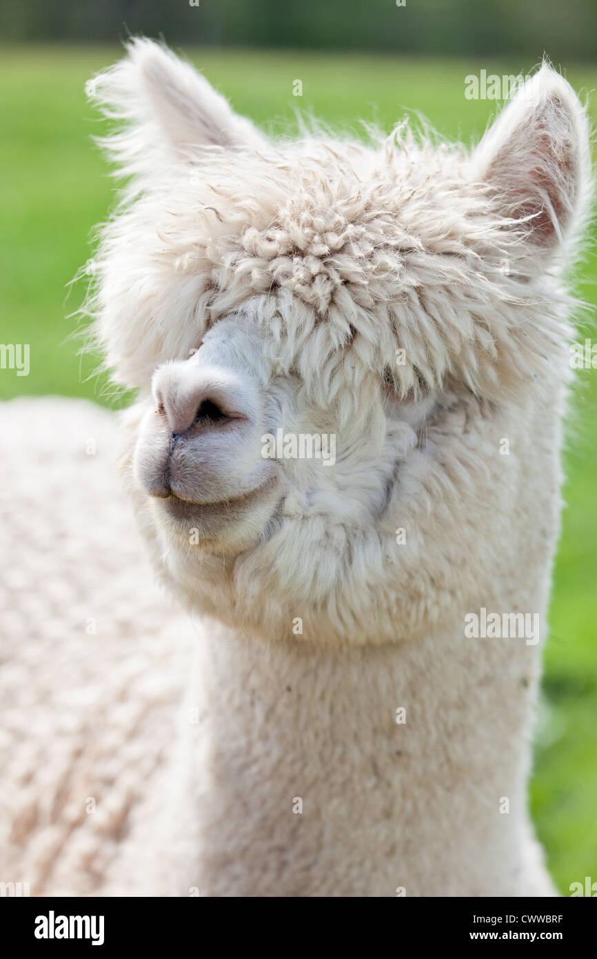 Huacaya alpaca hi-res stock photography and images - Alamy